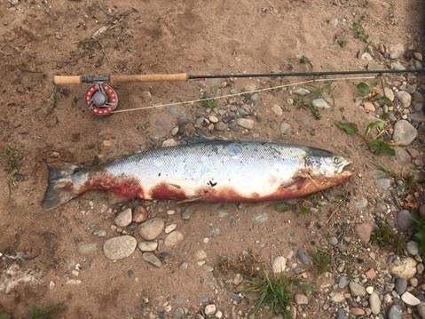 Notification of Unknown Fish Trauma – Loch Lomond Angling Improvement ...