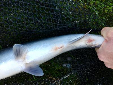 Atlantic salmon – skin damage/red rash – Loch Lomond Angling ...