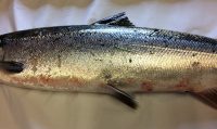 Atlantic salmon – skin damage/red rash – Loch Lomond Angling ...