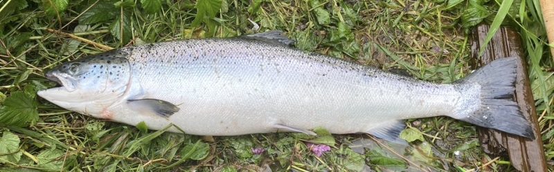 Capture of Farmed Salmon – Responsibilities and Actions Required – Loch ...