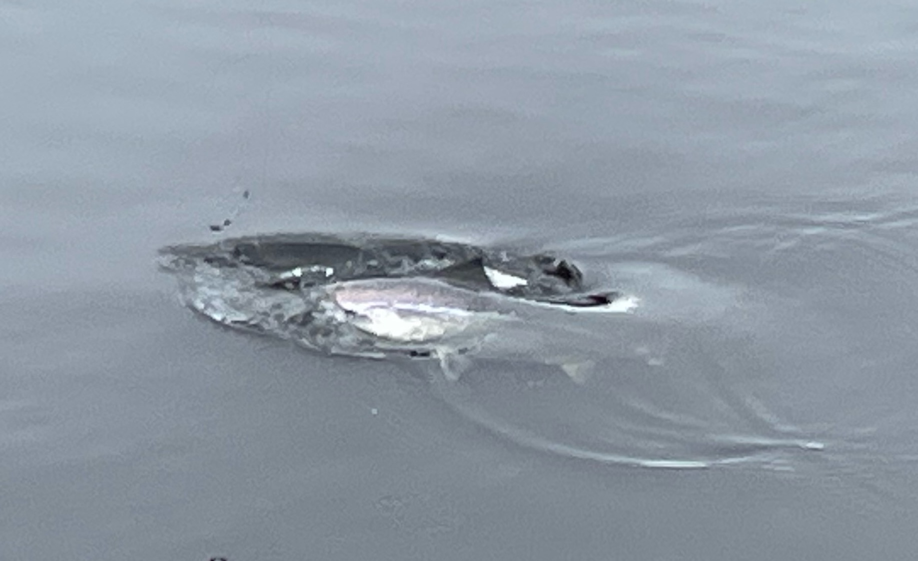 LLAIA Lomond System News – 12th June 2023 – Loch Lomond Angling ...