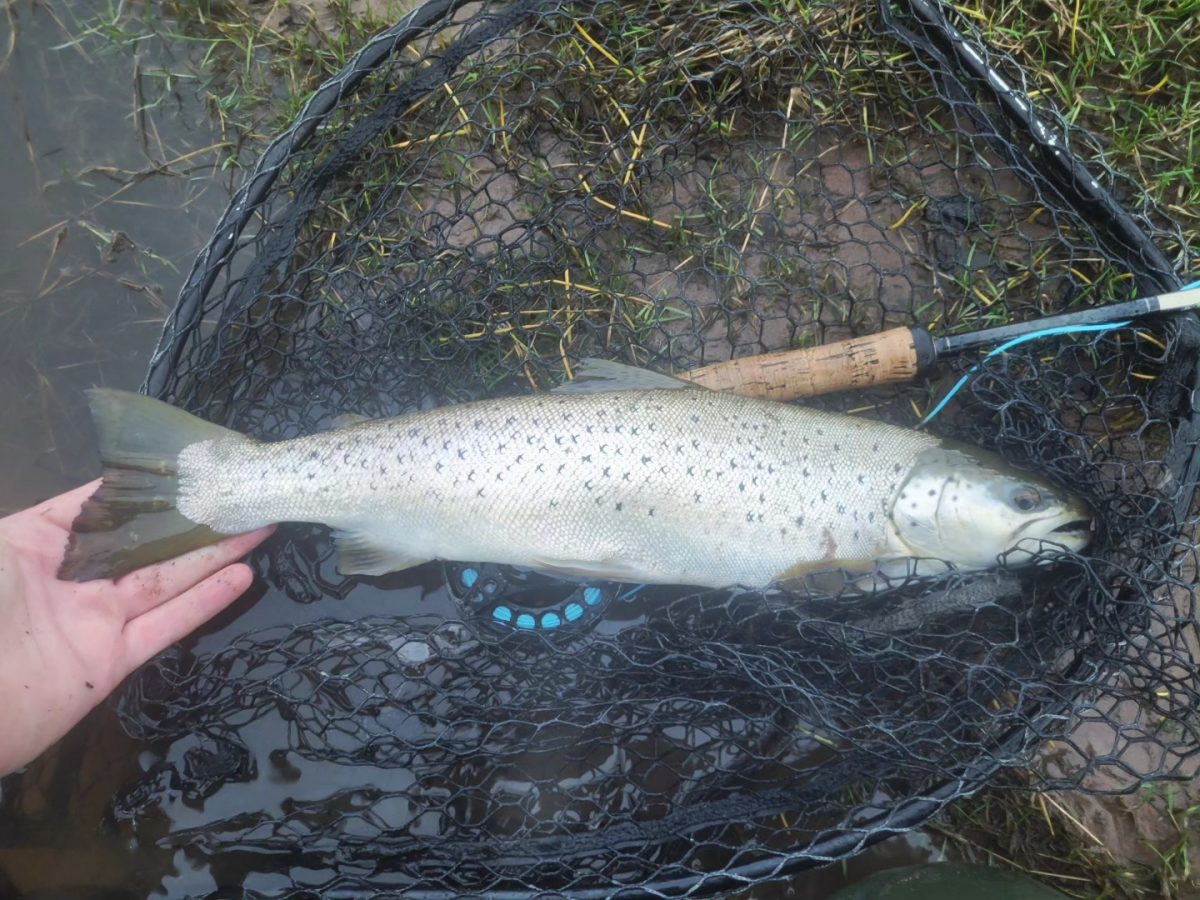 Lomond System News – April 2024 – Loch Lomond Angling Improvement ...
