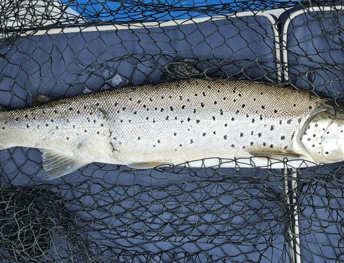 Atlantic salmon – skin damage/red rash – Loch Lomond Angling ...