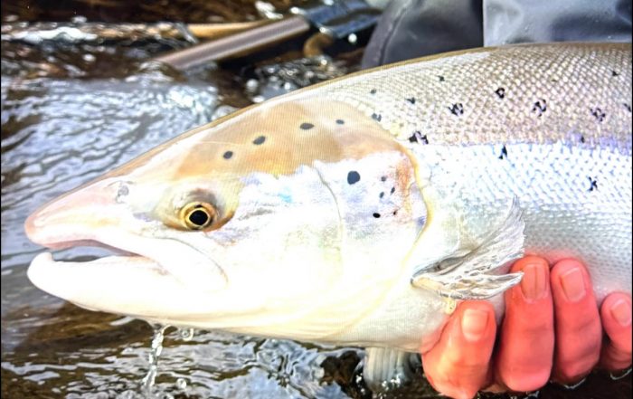 Fishing Reports – Loch Lomond Angling Improvement Association