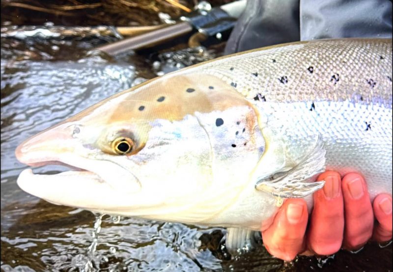 LLAIA System News Byte 5th May 2024 – Off and running with first Salmon ...
