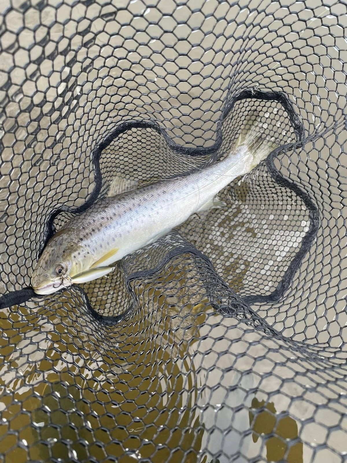 Lomond System News – 19th April 2025 – Loch Lomond Angling Improvement ...