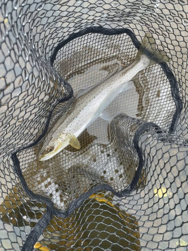 Lomond System News – The 2026 Season has arrived! – Loch Lomond Angling ...
